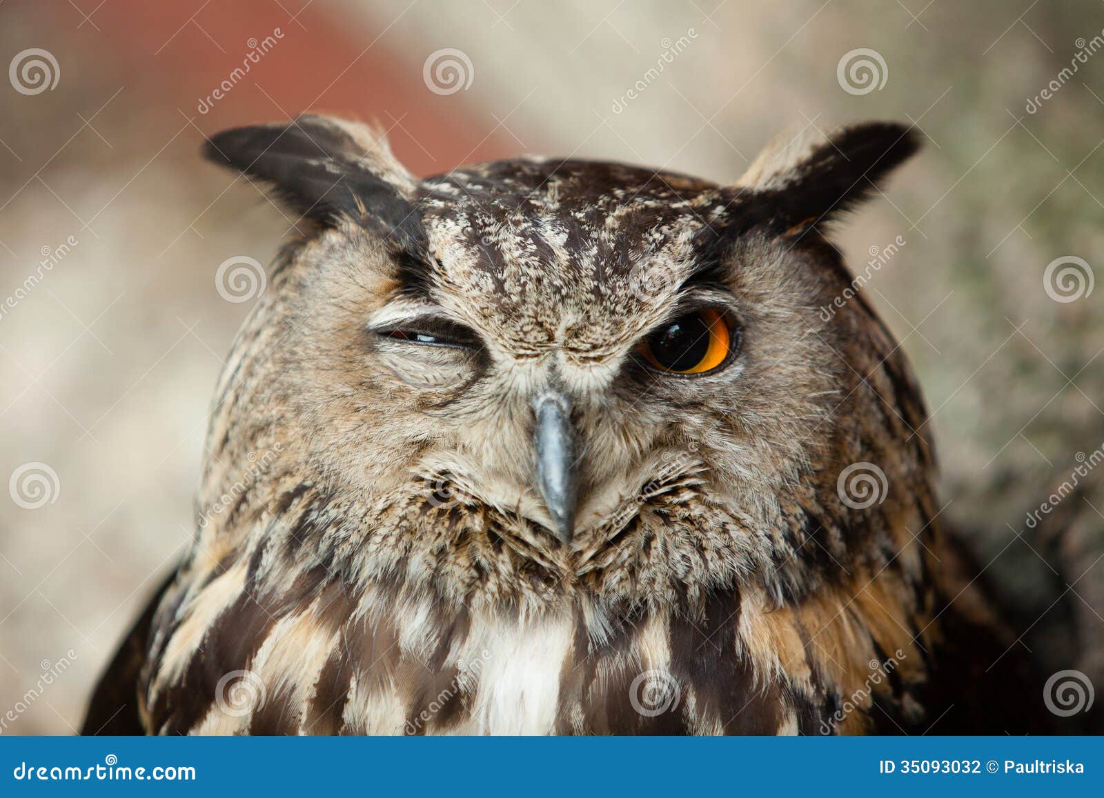 Owl stock photo. Image of looking, tired, animal, nocturnal - 35093032