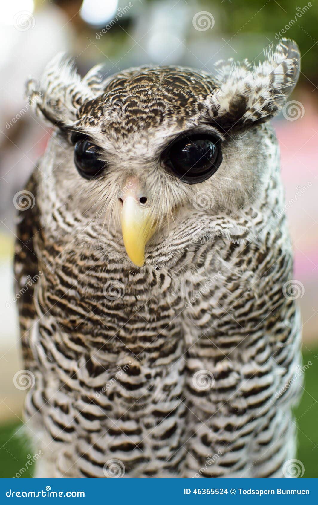 Owl Yellow Beak Stock Images - 3,548 Photos