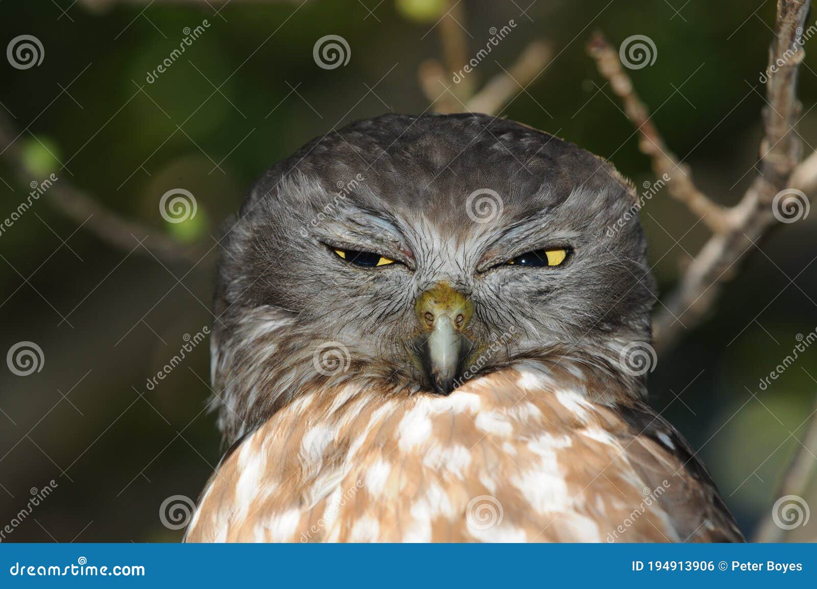 Owl with Yellow Eyes Squinting in the Daylight Stock Photo - Image of ...
