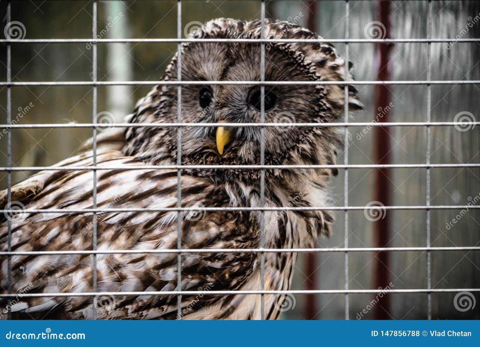 Owl at zoo stock photo. Image of group, night, fluffy - 147856788