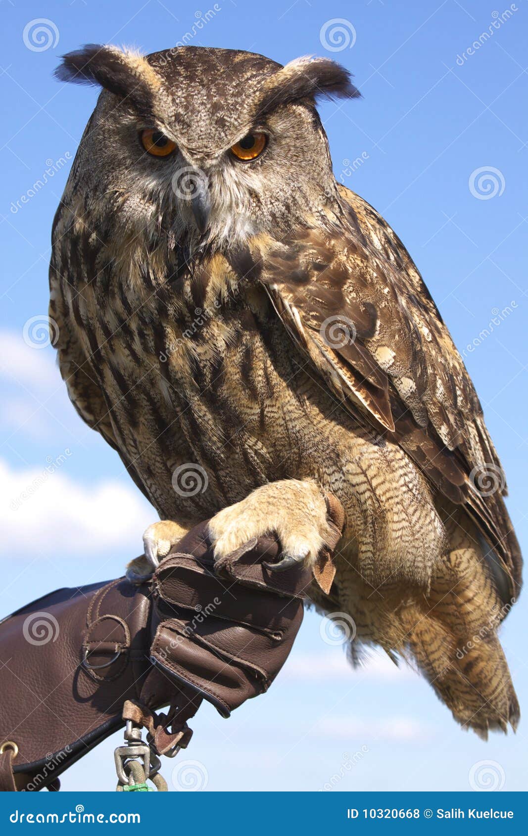 Owlet stock photo. Image of bird, portrait, pupil, falconer - 10320668