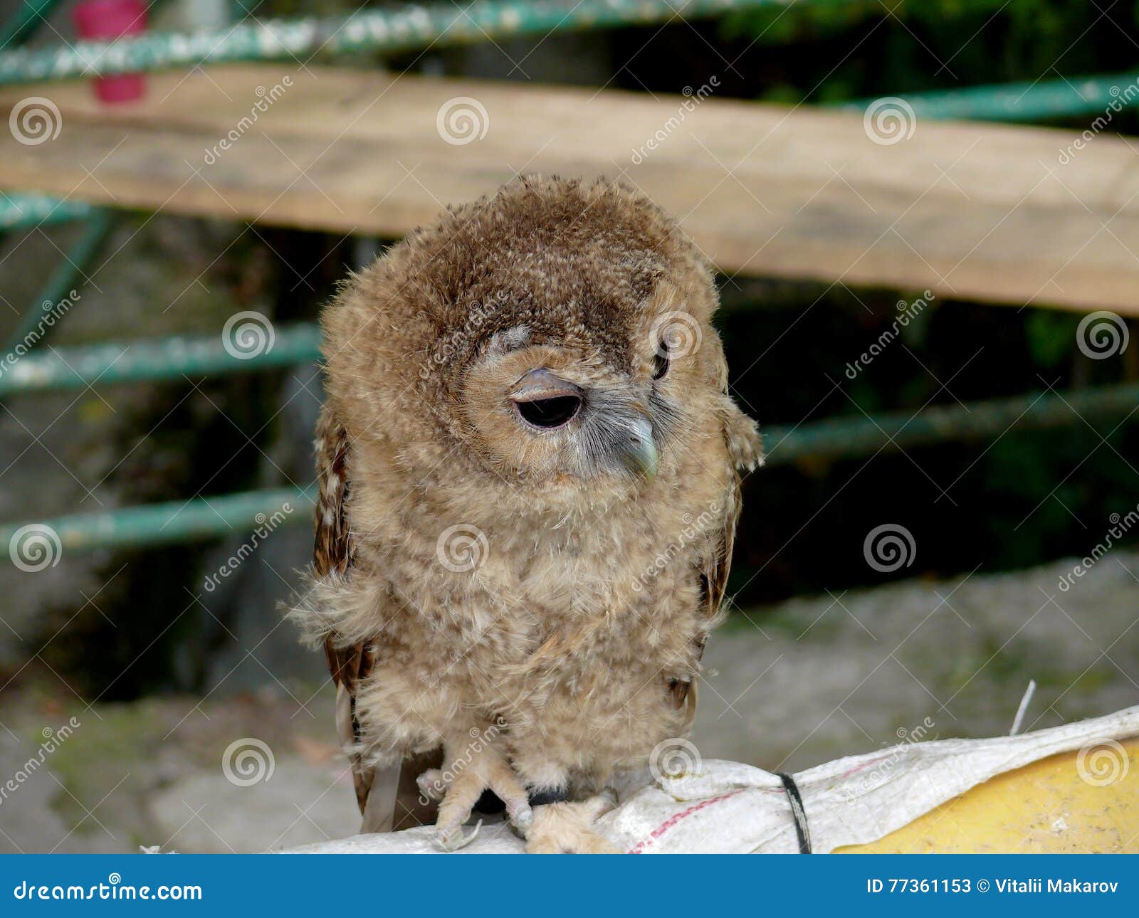 Owlet stock image. Image of young, hoot, nocturnal, aluco - 77361153