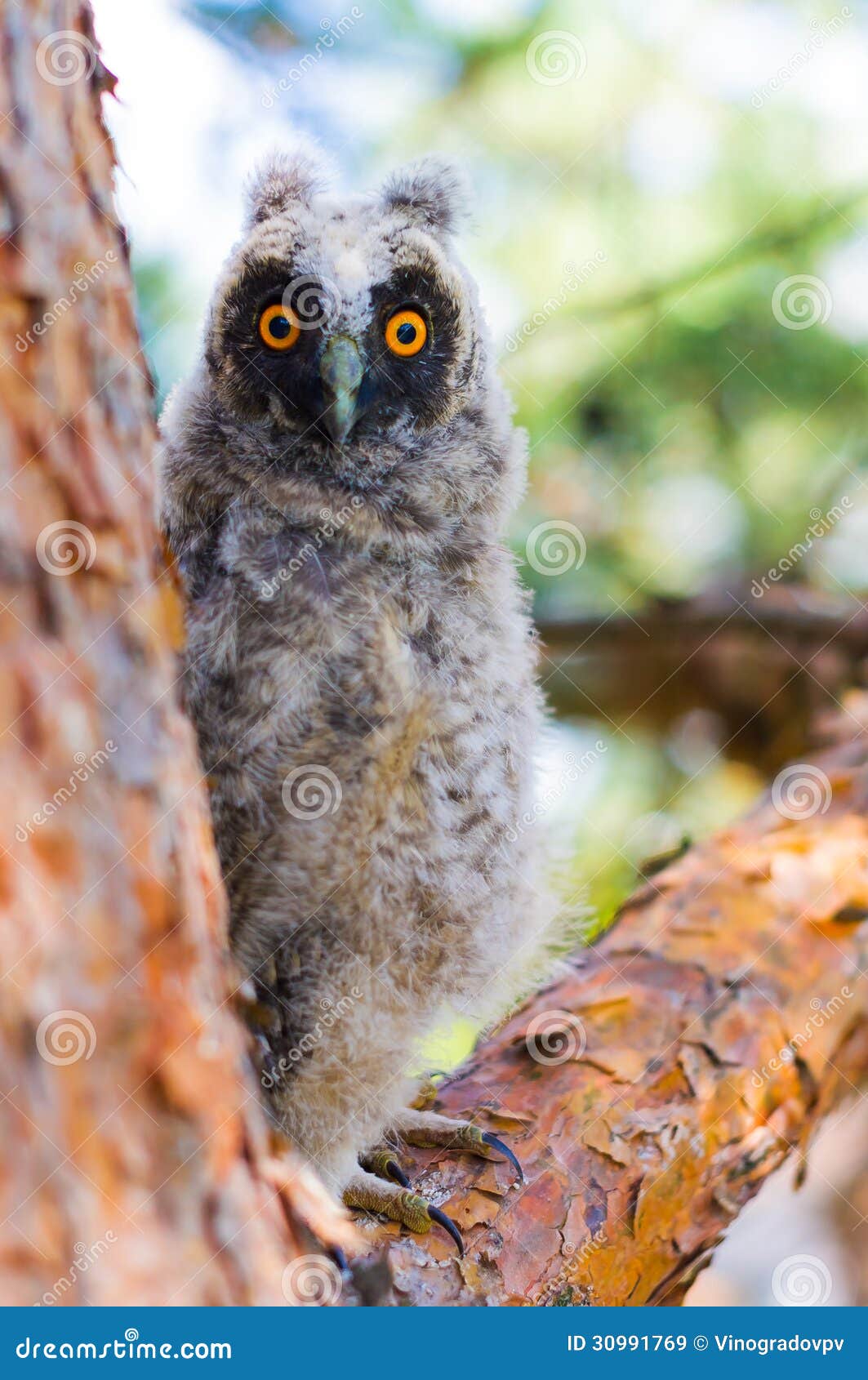 Owlet stock image. Image of beak, owlet, iris, eyes, baby - 30991769