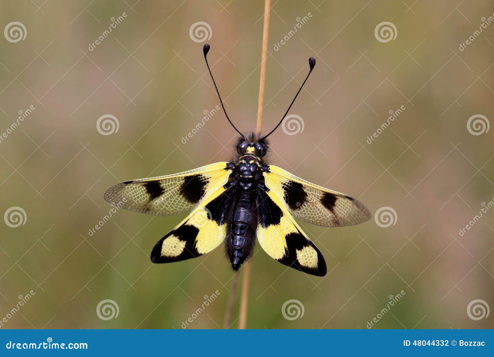 Owlfly stockfoto. Bild von insekt, selten, makro, fliege - 48044332
