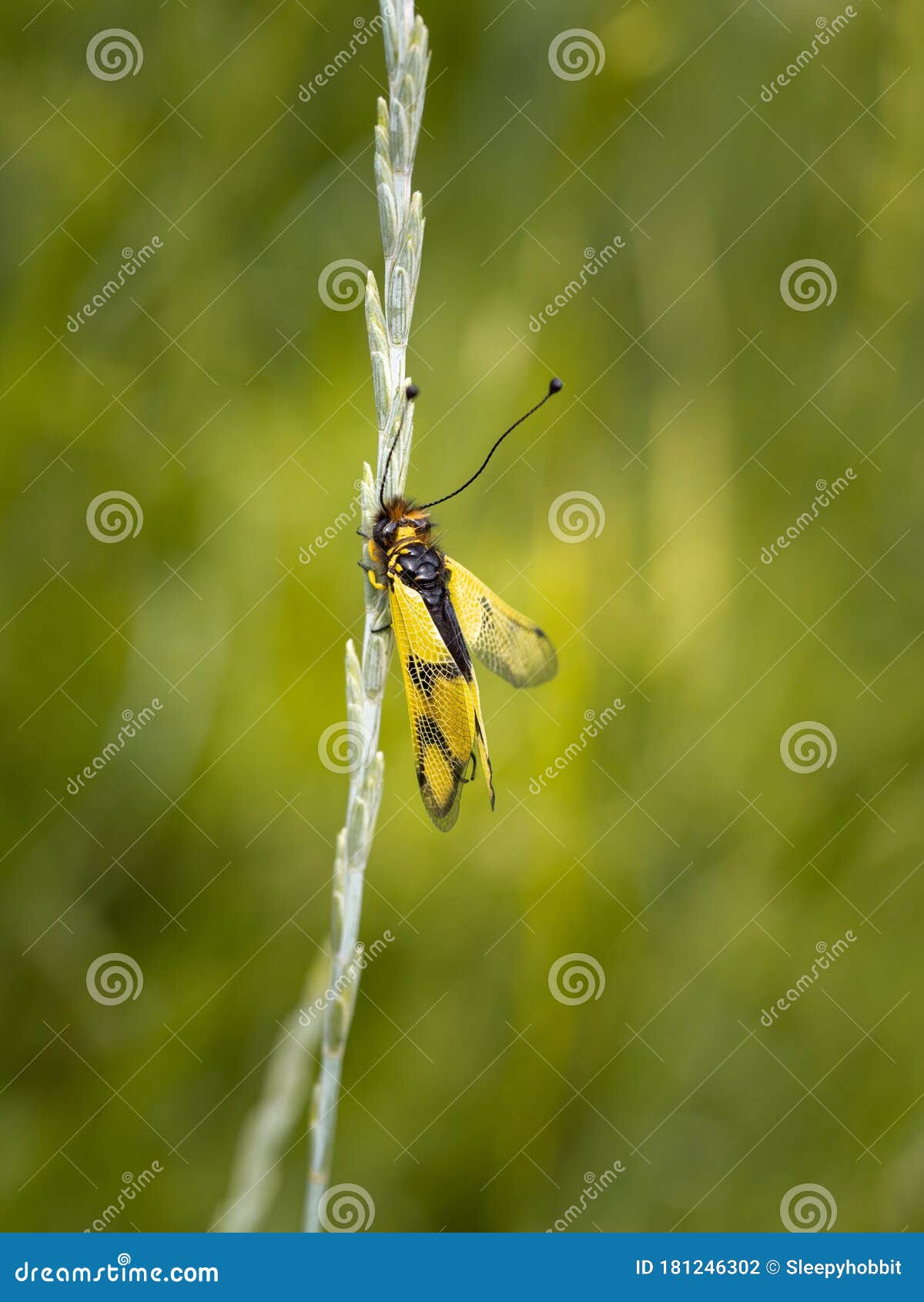 Owlfly Libelloides Macaronius Net-winged Insect Stock Photo - Image of ...