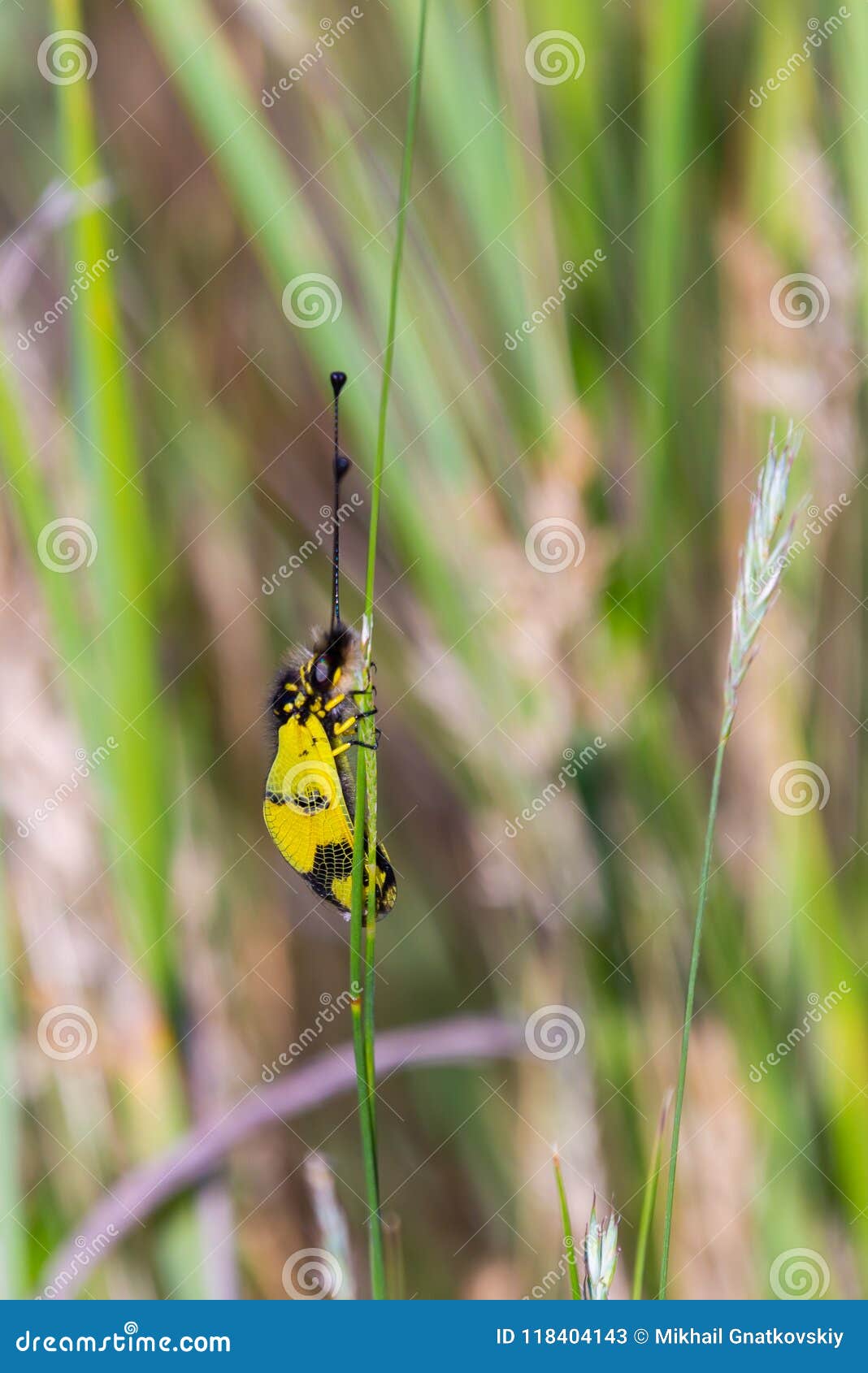 Owlfly Libelloides Macaronius Stock Image - Image of natural ...