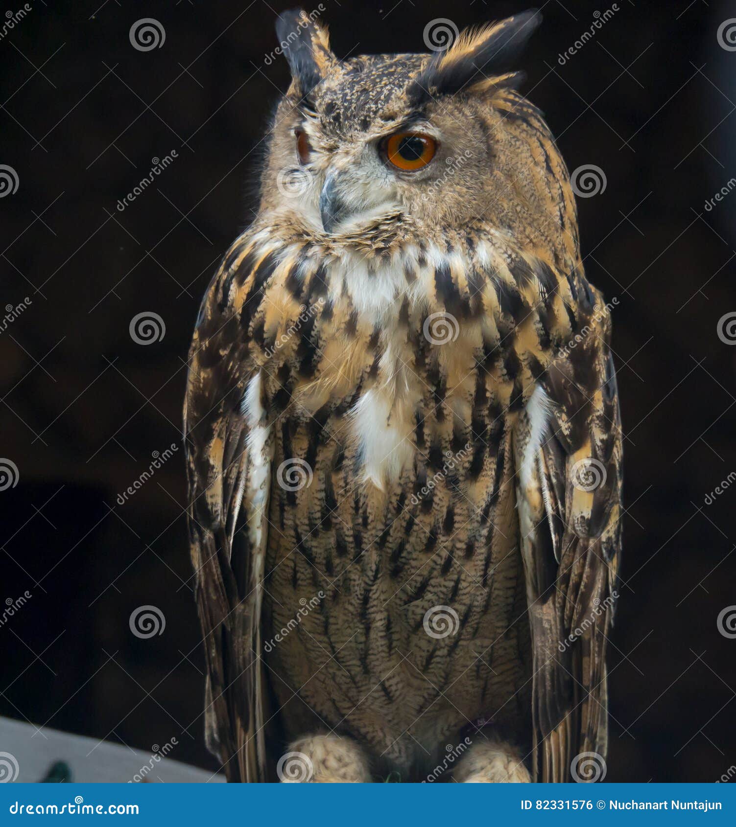 The Owls. stock photo. Image of animal, nature, prey - 82331576