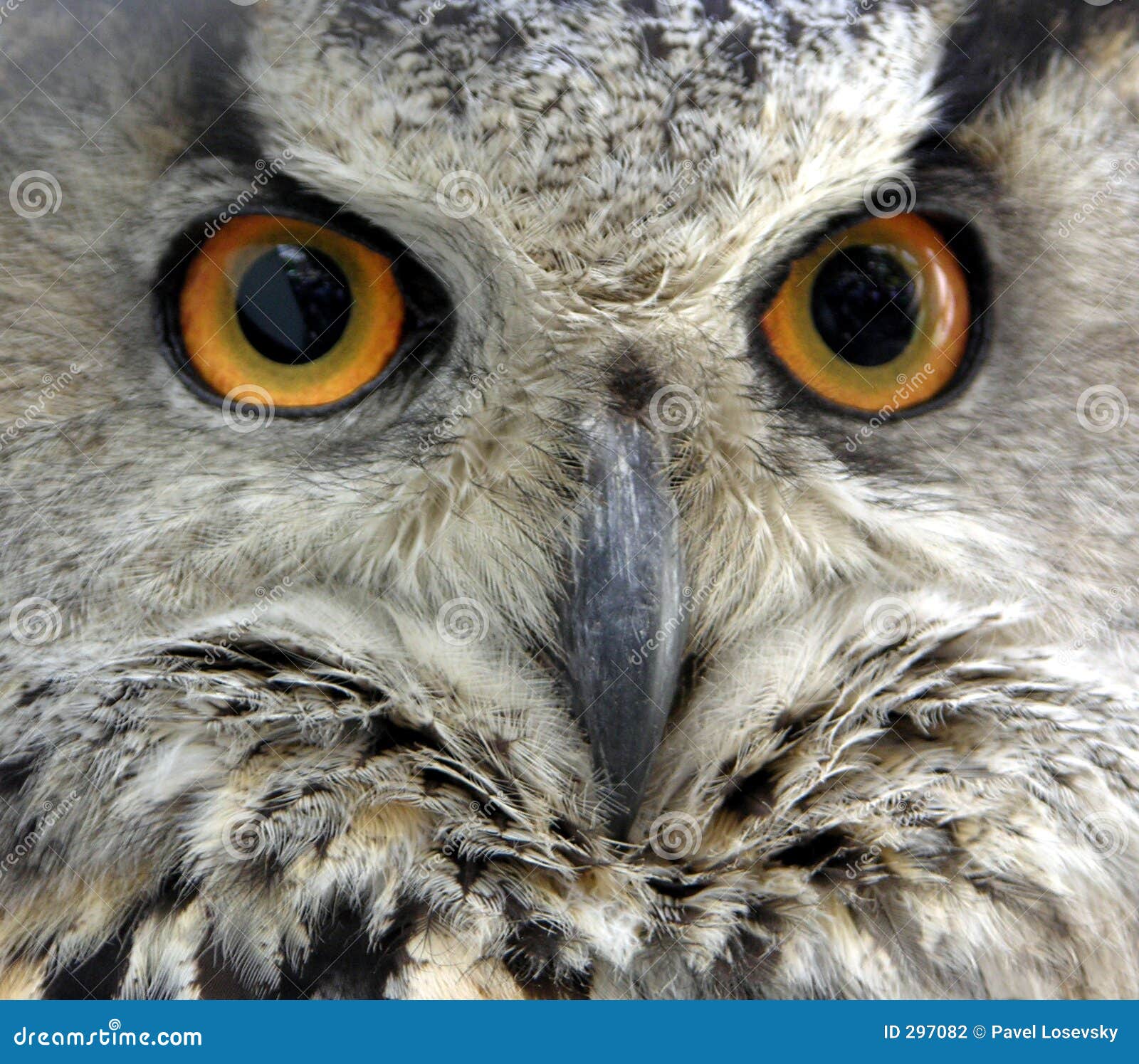 Owls eyes stock photo. Image of eyes, pray, background - 297082