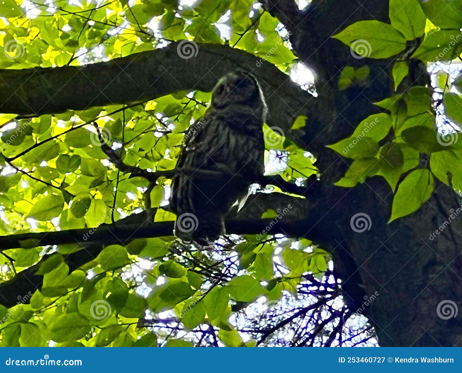 Owls in the summer forest stock image. Image of butterflies - 253460727