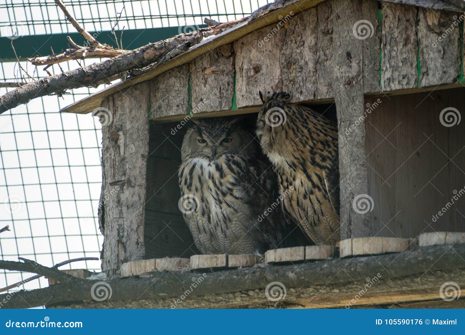 Owls at the farm stock photo. Image of nature, polar - 105590176