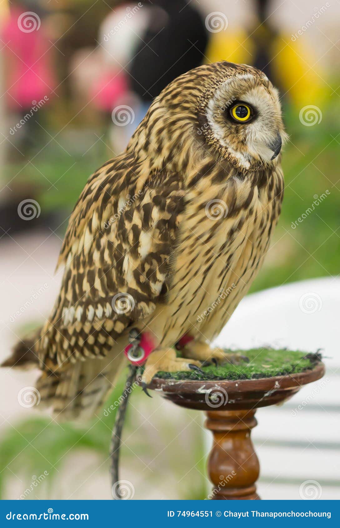 Owls looking stock image. Image of stand, look, mammal - 74964551