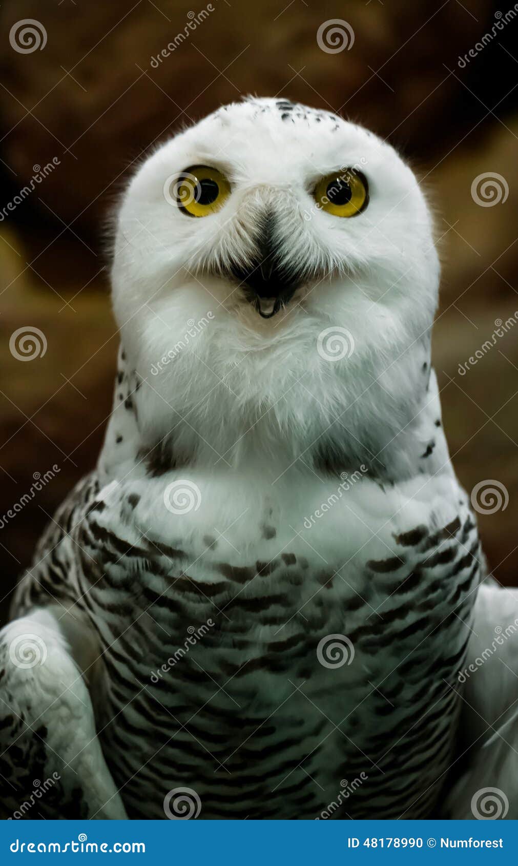 The owls are panic stock photo. Image of bird, wildlife - 48178990