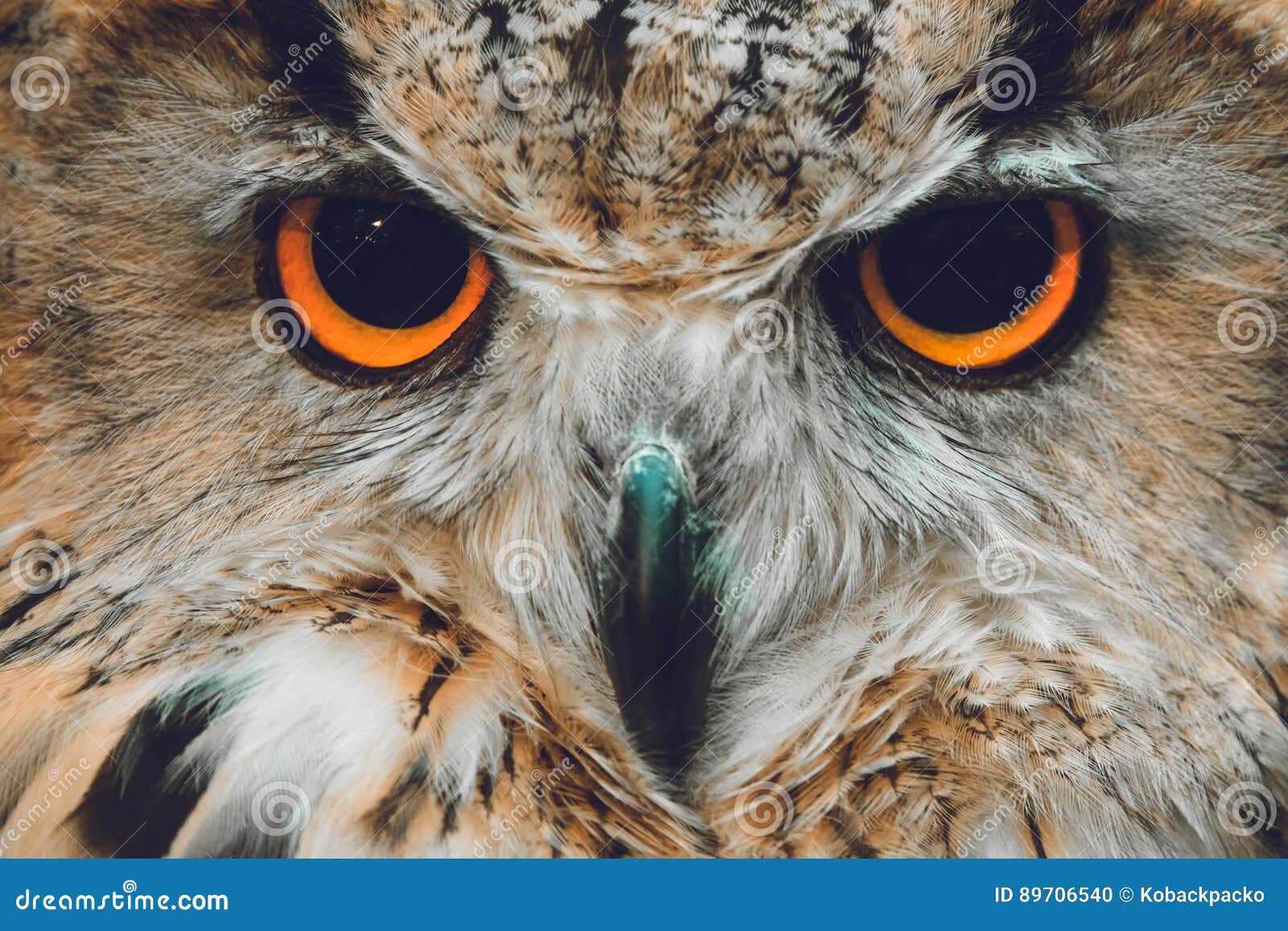 Owls Portrait. owl eyes stock photo. Image of darkness - 89706540