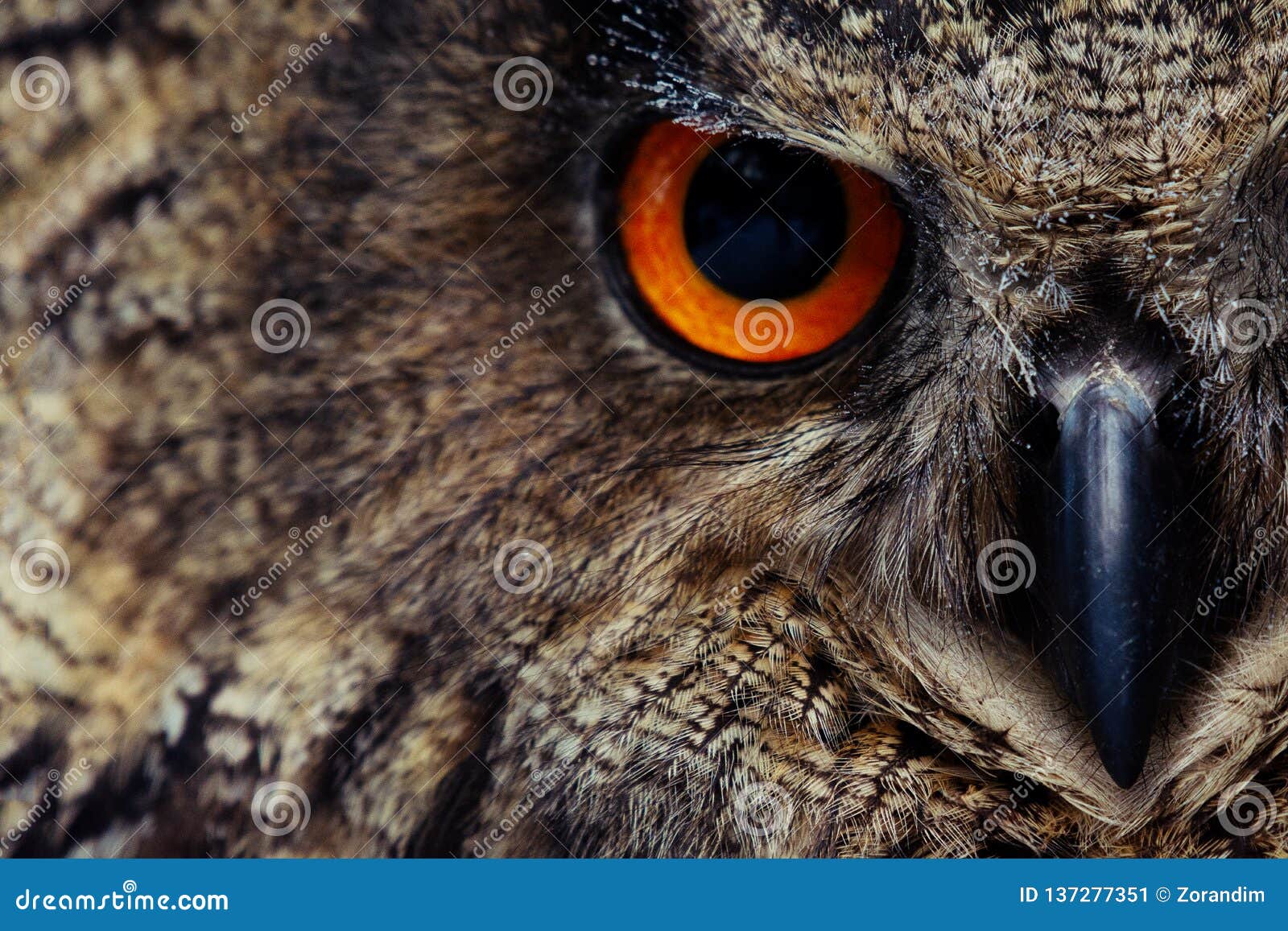 Owls Portrait. Owl Eyes. - Image Stock Image - Image of fears, owls ...