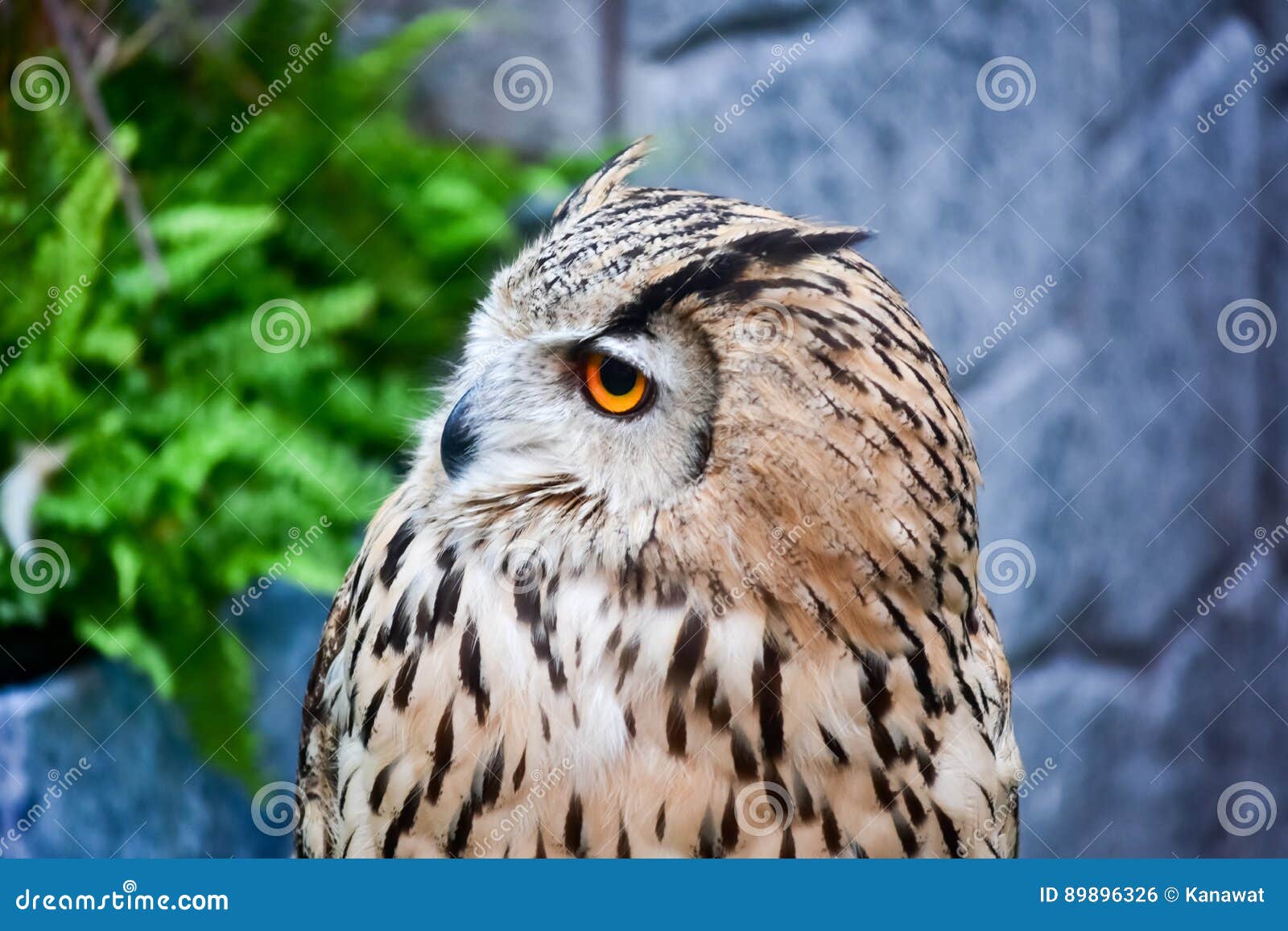 Owls Portrait. Owl Eyes. - Image Stock Photo | CartoonDealer.com #136855518