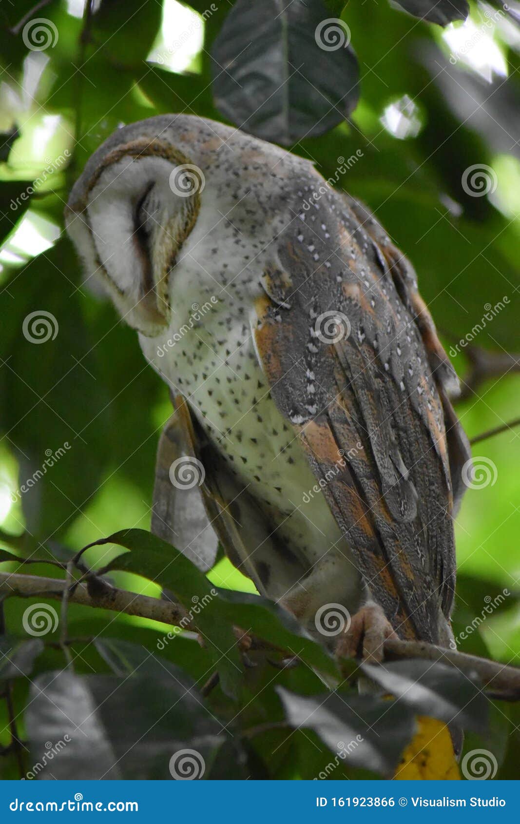 Owls Sleeping on Tree Trunks Stock Photo - Image of branch, closeup ...