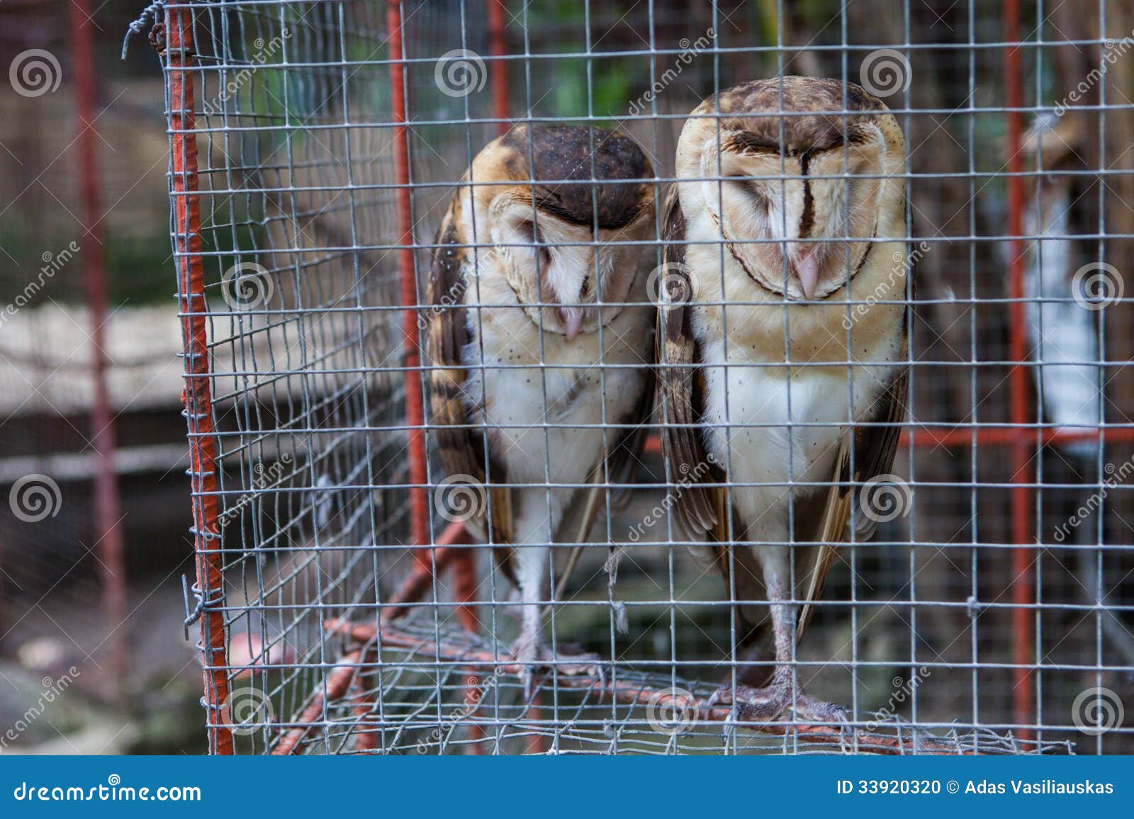 Owls in the zoo stock photo. Image of nature, feather - 33920320