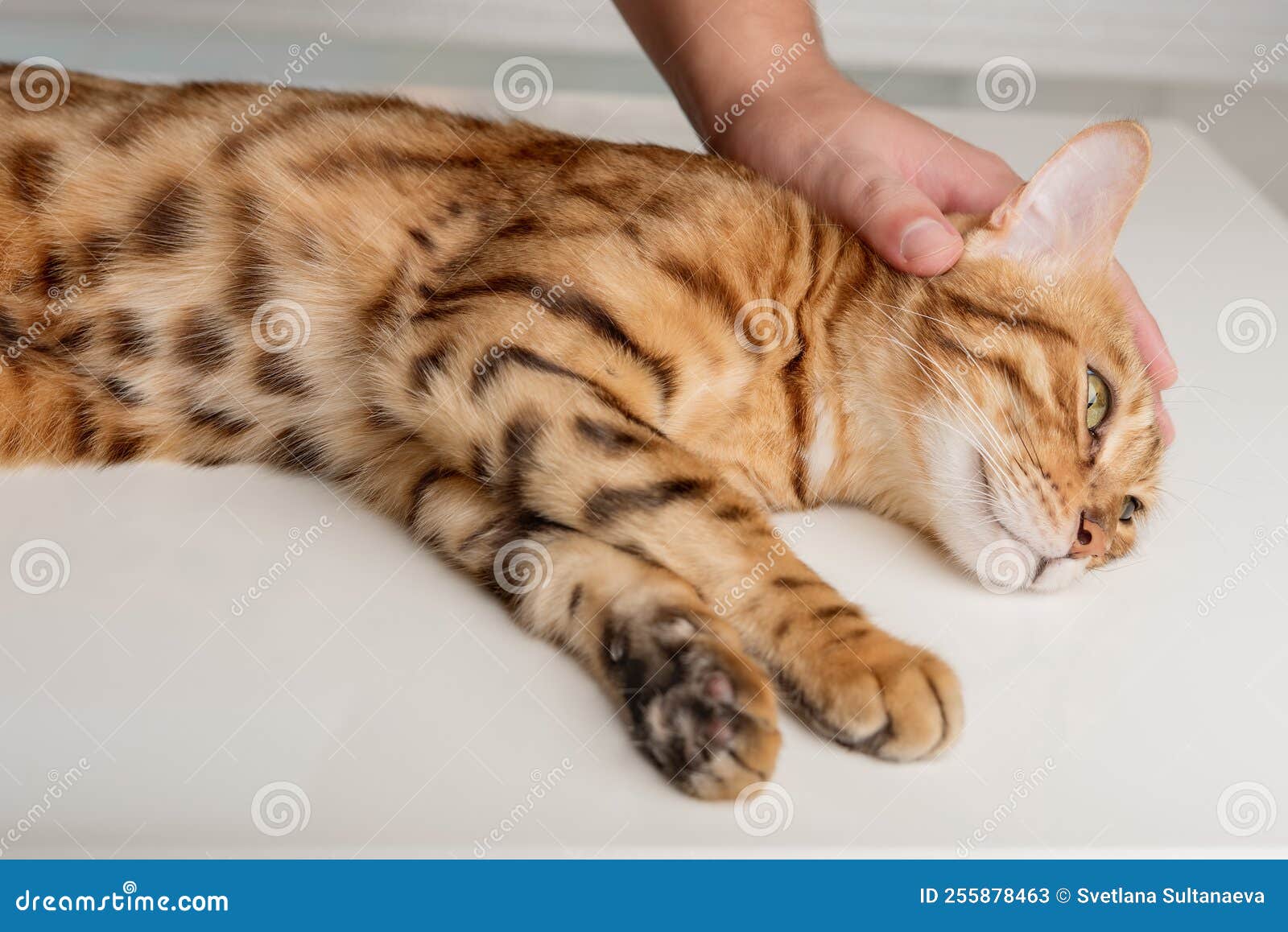 The Owner Affectionately Strokes His Bengal Cat Stock Image - Image of ...
