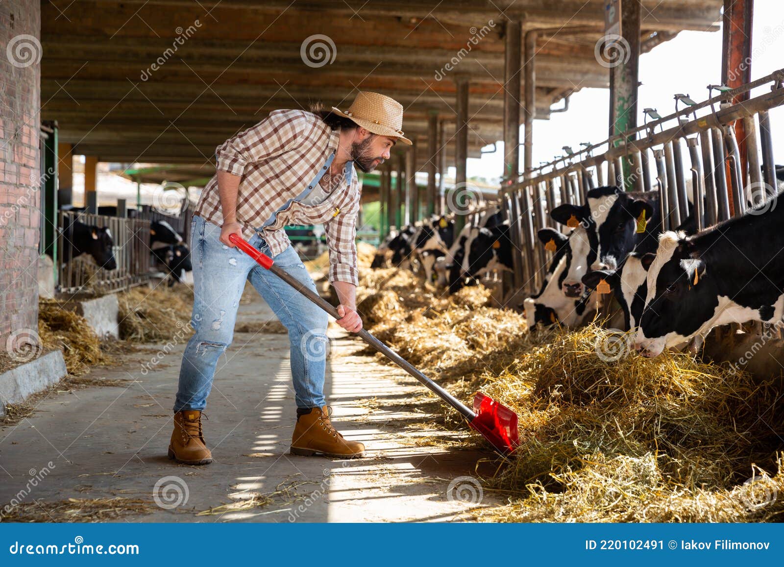 Owner of Dairy Farm Feeding Cows Stock Image - Image of latin, raising ...