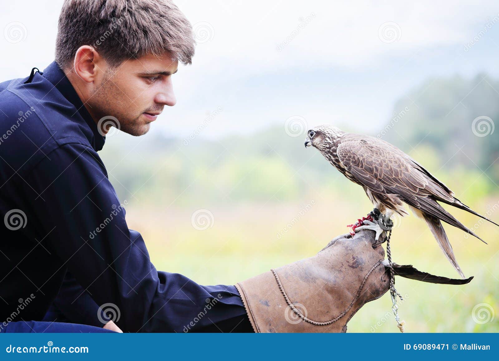 Owner Feeds His Falcon Stock Photos - Free & Royalty-Free Stock Photos ...