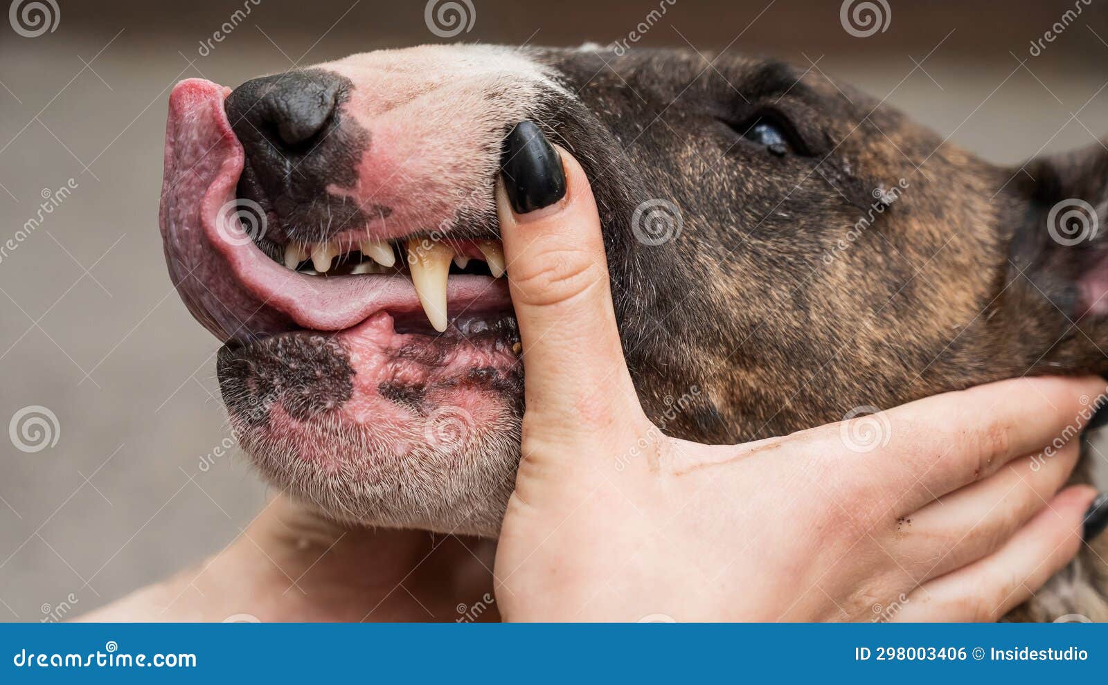 The Owner Holds the Muzzle of a Bull Terrier Showing Teeth on a Walk ...