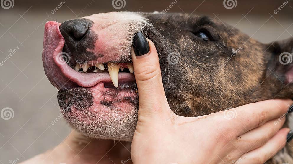 The Owner Holds the Muzzle of a Bull Terrier Showing Teeth on a Walk ...
