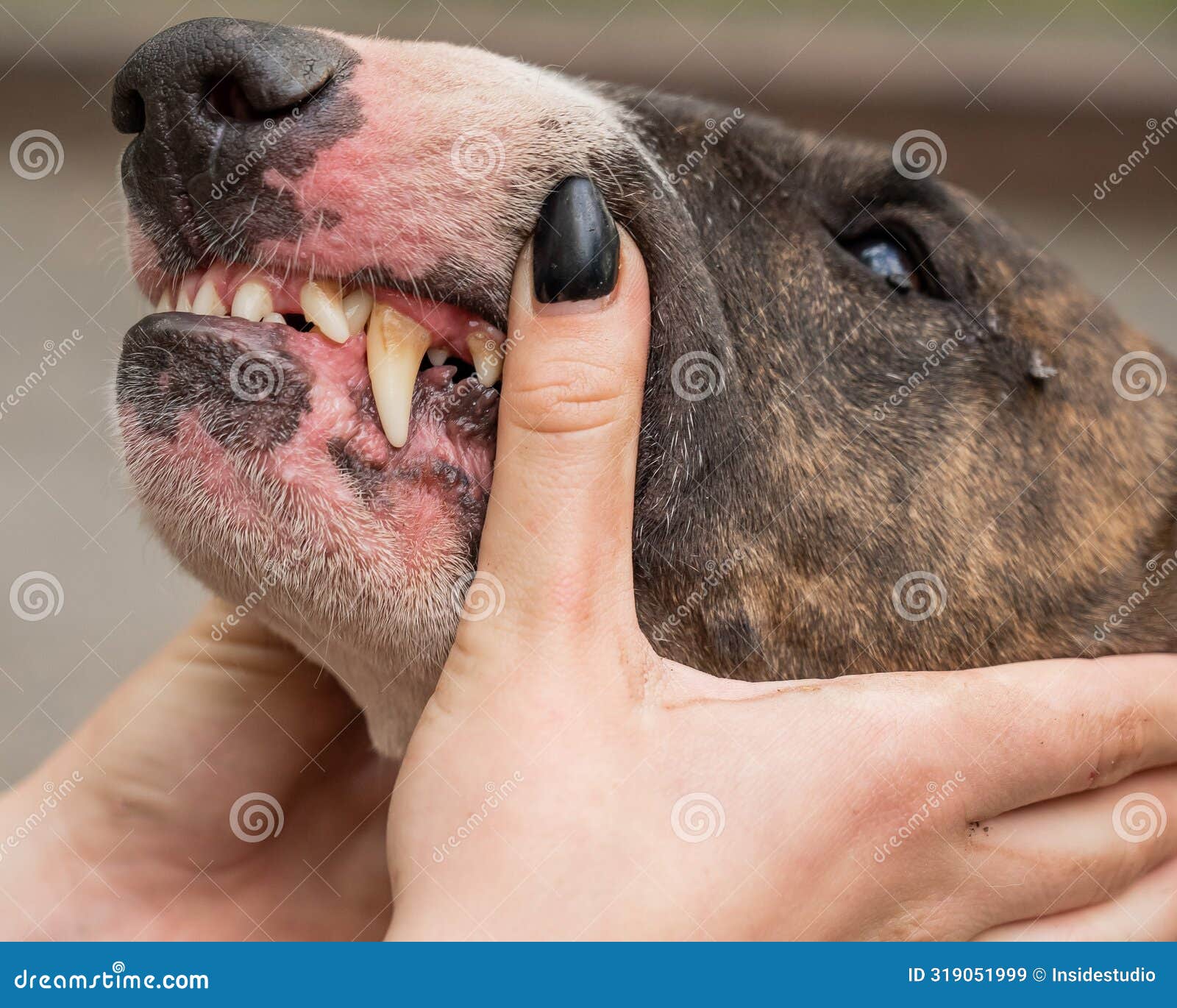 The Owner Holds the Muzzle of a Bull Terrier Showing Teeth on a Walk ...
