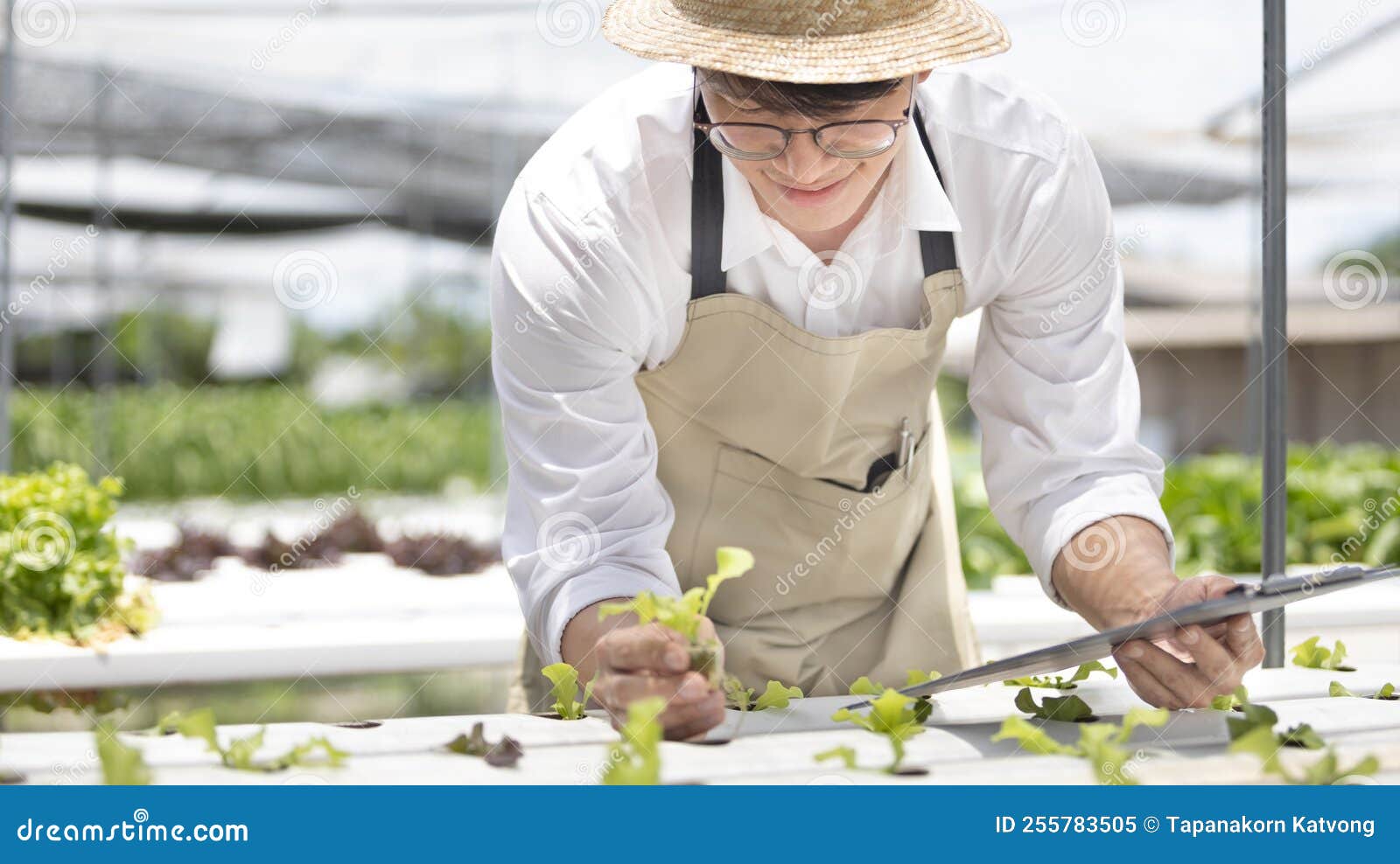 Owner of the Hydroponics Vegetable Garden is Checking the Quality of ...