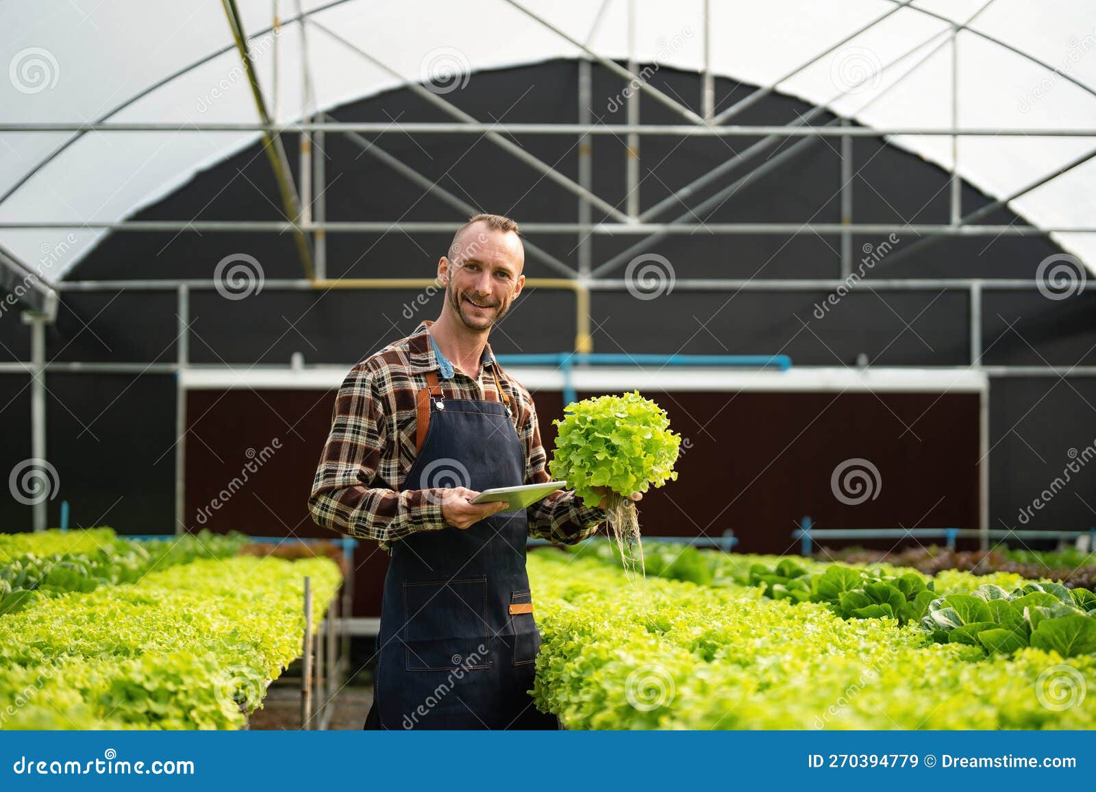 Owner of the Hydroponics Vegetable Garden is Checking the Quality of ...