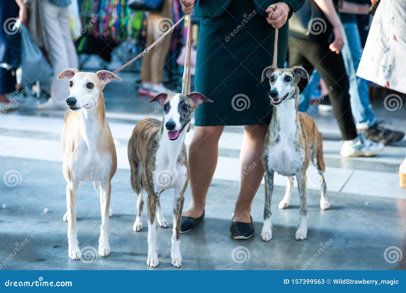 Owner Keeps on Leashes Three Whippets Stock Image - Image of happy ...