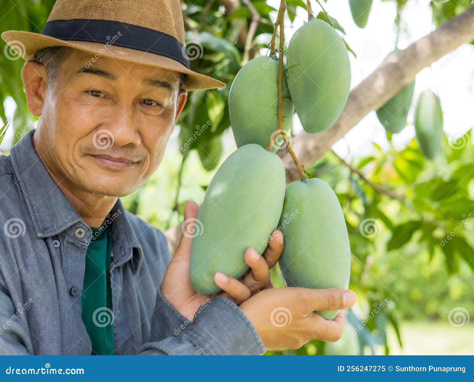 Owner of the Mango Orchard Examining Mango in Orchard Stock Image ...