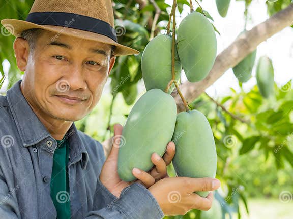 Owner of the Mango Orchard Examining Mango in Orchard Stock Image ...
