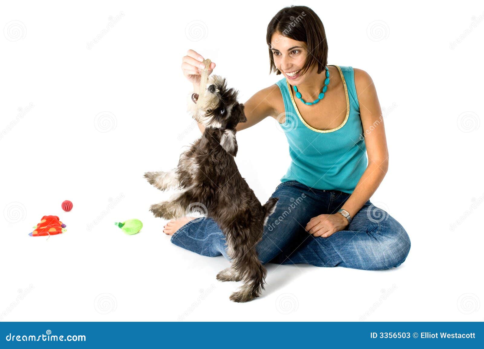 Owner playing with puppy stock image. Image of schnauzer - 3356503