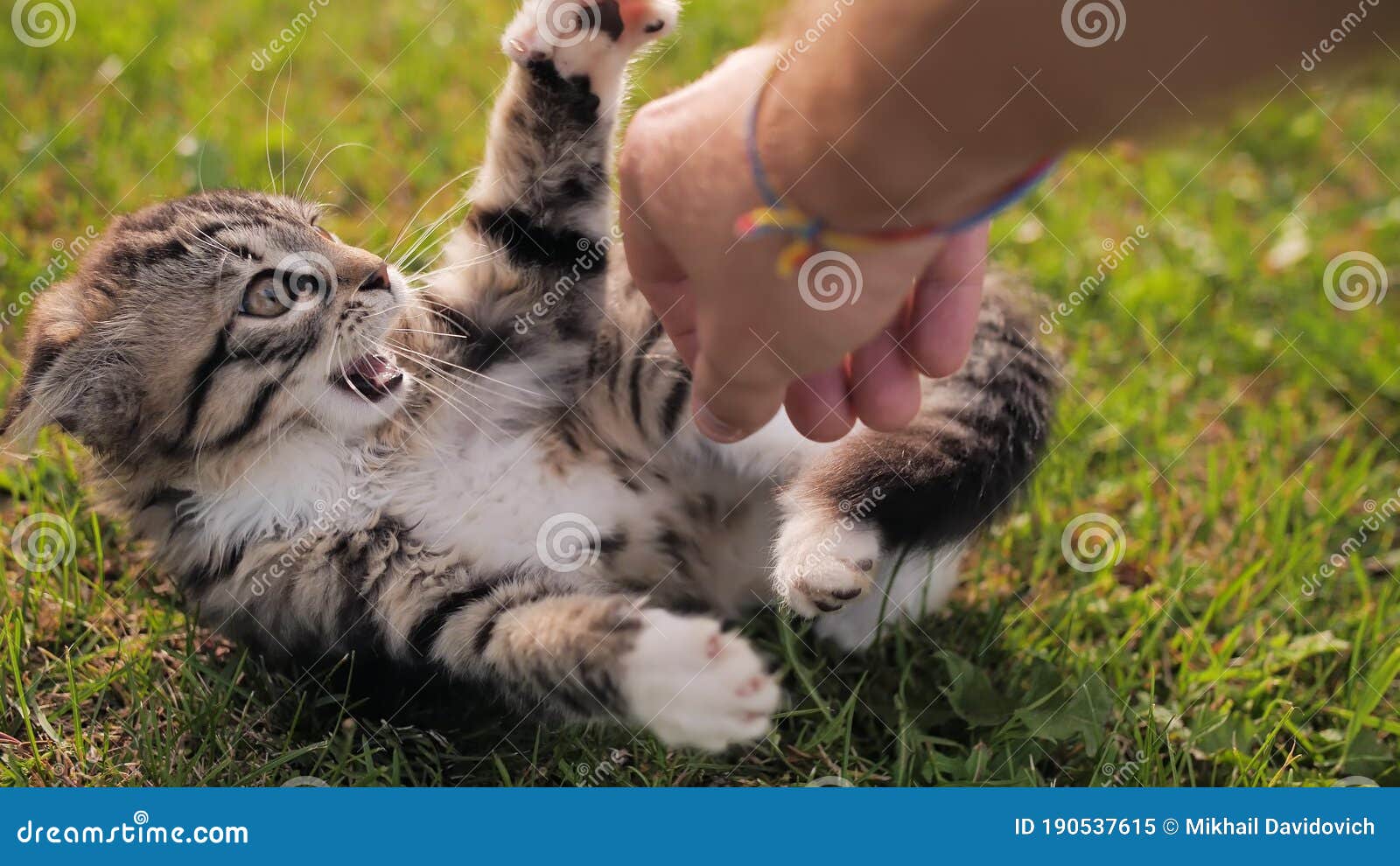 The Owner Plays with a Young but Angry Kitten. Stock Image - Image of ...