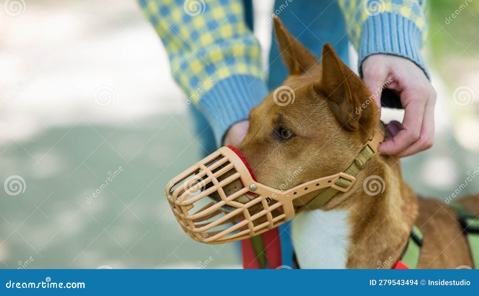 The Owner Puts a Muzzle on the African Dog Breed Basenji for a Walk. Stock Photo - Image of eyes ...