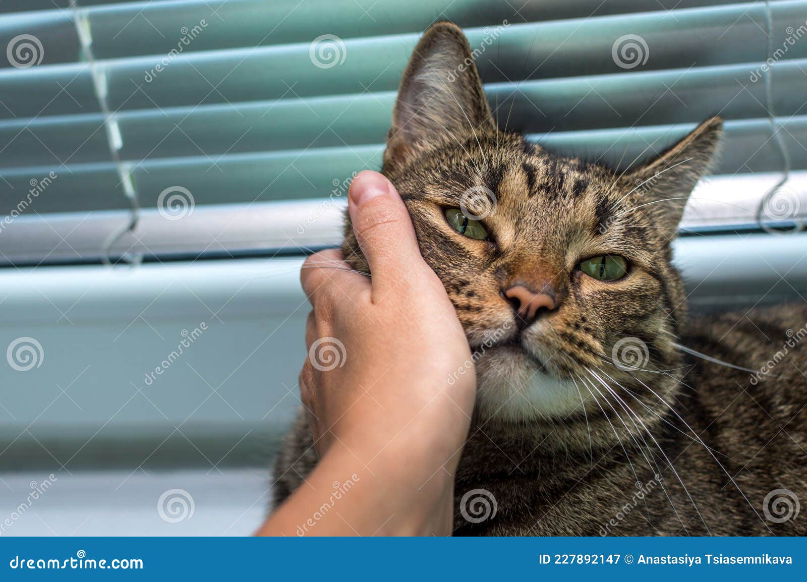 Owner Strokes the Cat. Hand and Cat Close Up Stock Image - Image of ...
