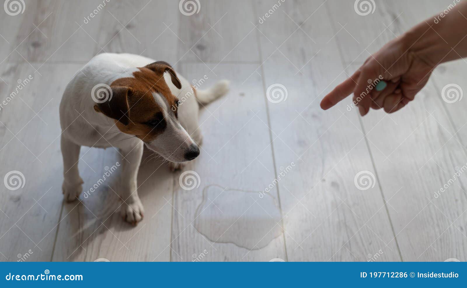 The Owner Swears at the Dog and Points Her Finger at a Puddle on the ...