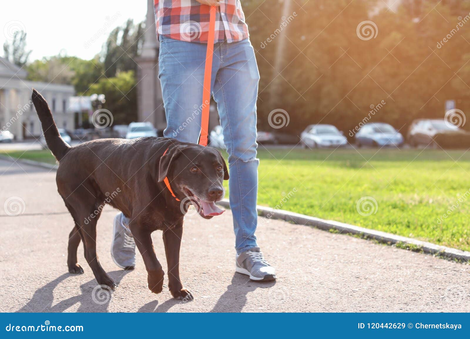 Owner Walking His Brown Labrador Retriever Royalty-Free Stock Photo ...