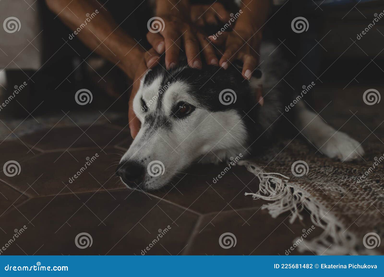 The Owners Hug a Beautiful Husky Dog. Stock Photo - Image of together ...
