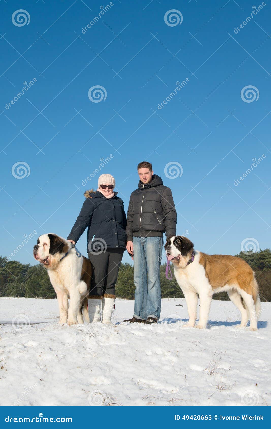 Owners with Rescue Dog in Snow Stock Image - Image of family, breed ...