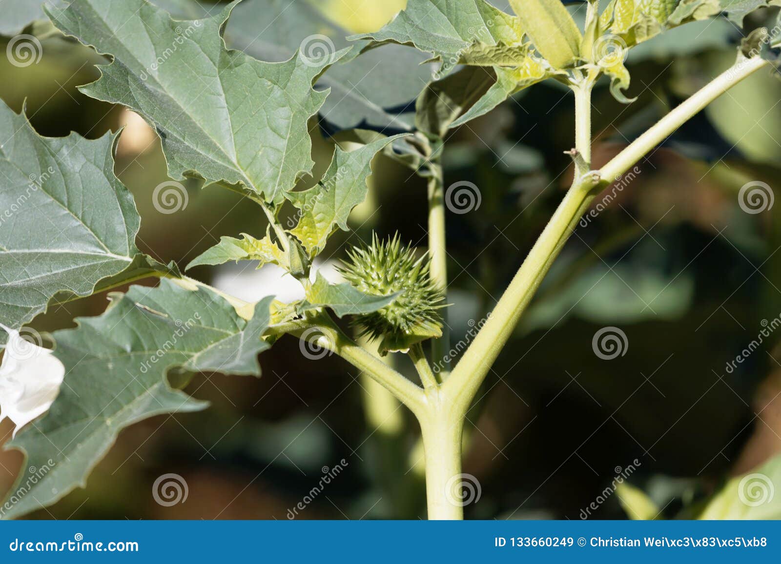 Owoc Jimsonweed Datury Stramonium Obraz Stock - Obraz złożonej z ...