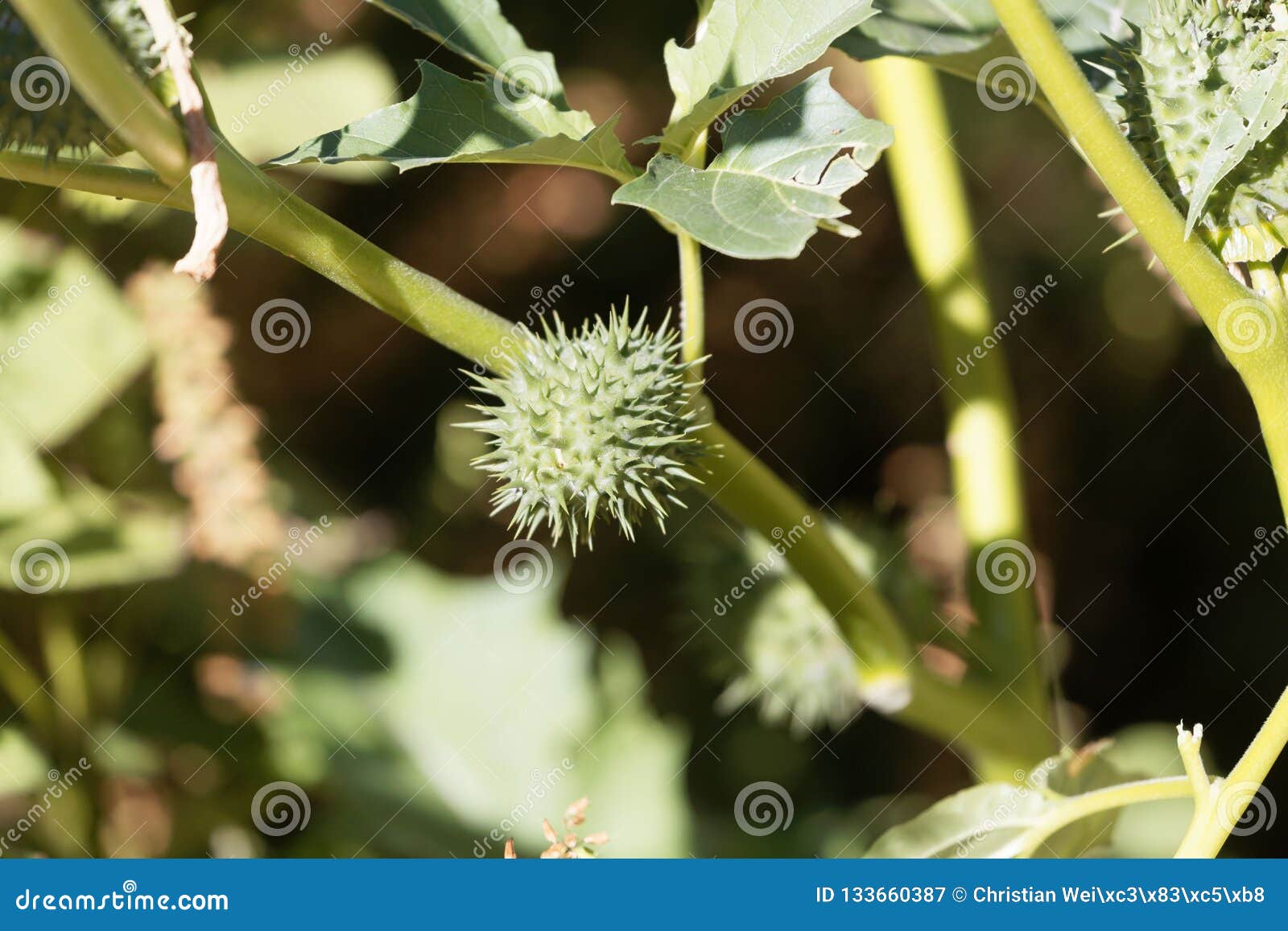 Owoc Jimsonweed Datury Stramonium Obraz Stock - Obraz złożonej z ziele ...