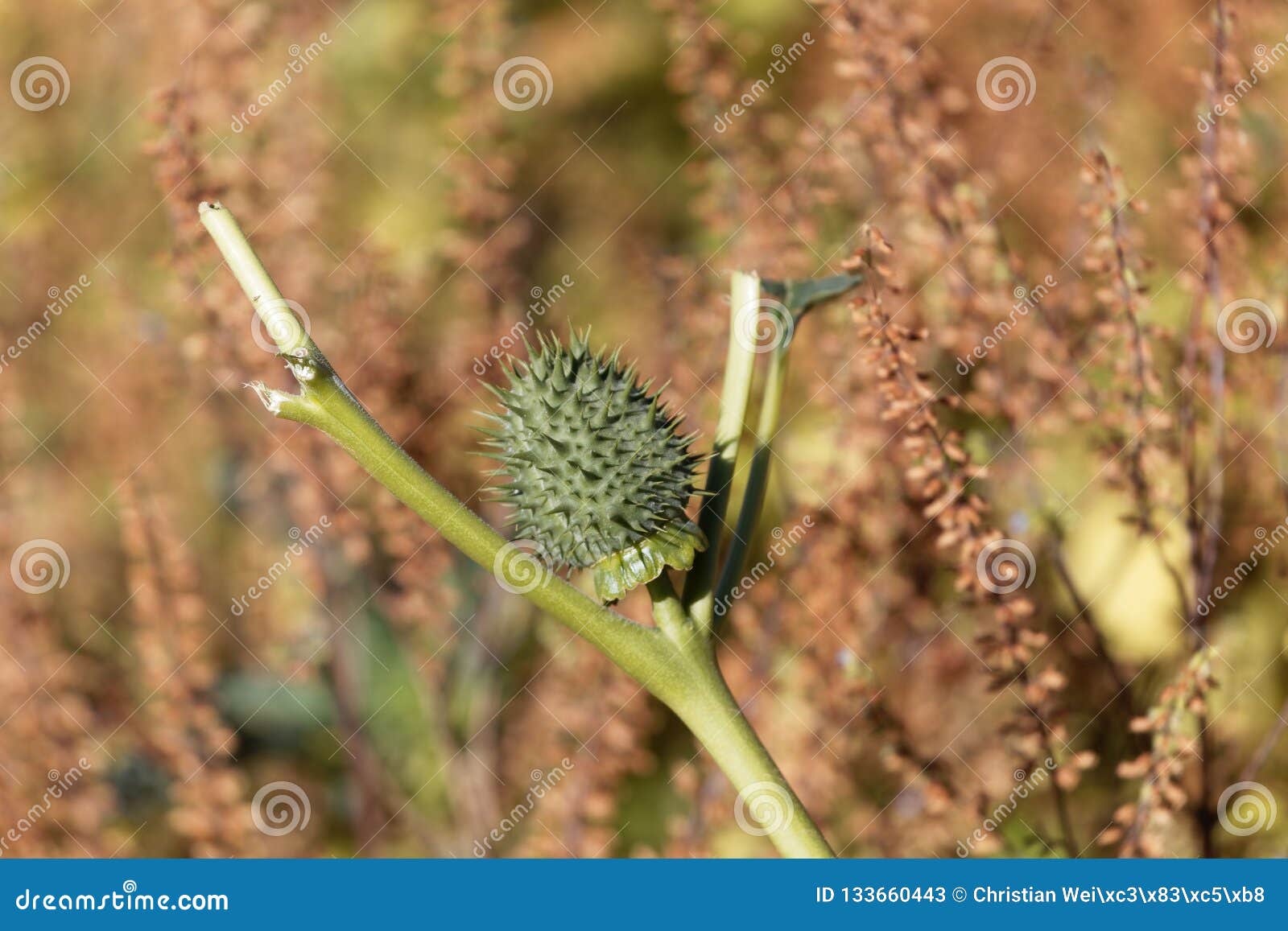 Owoc Jimsonweed Datury Stramonium Obraz Stock - Obraz złożonej z ...