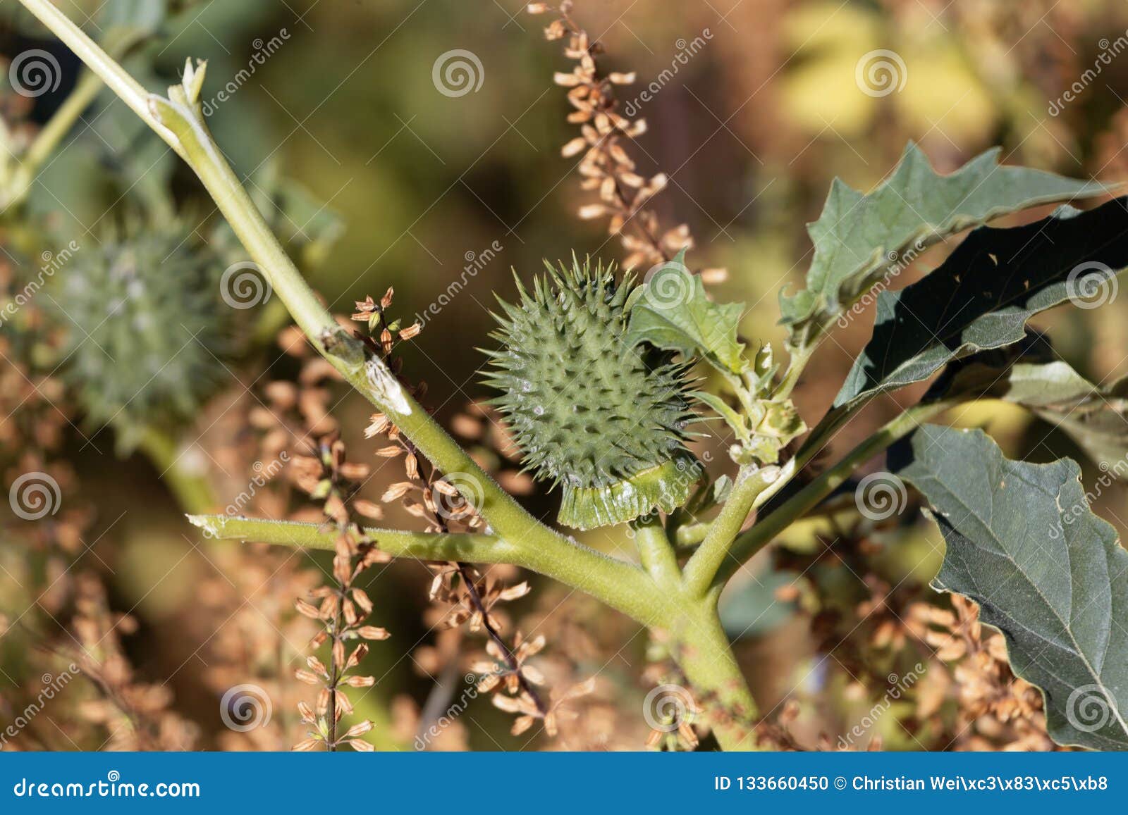 Owoc Jimsonweed Datury Stramonium Zdjęcie Stock - Obraz złożonej z ...