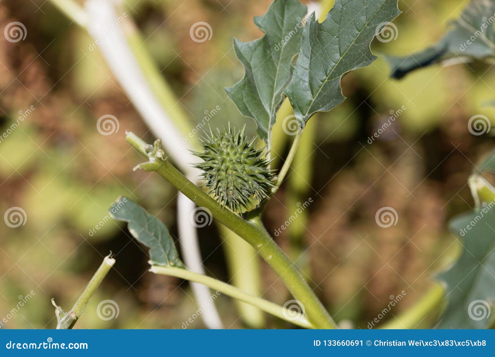 Owoc Jimsonweed Datury Stramonium Obraz Stock - Obraz złożonej z ...