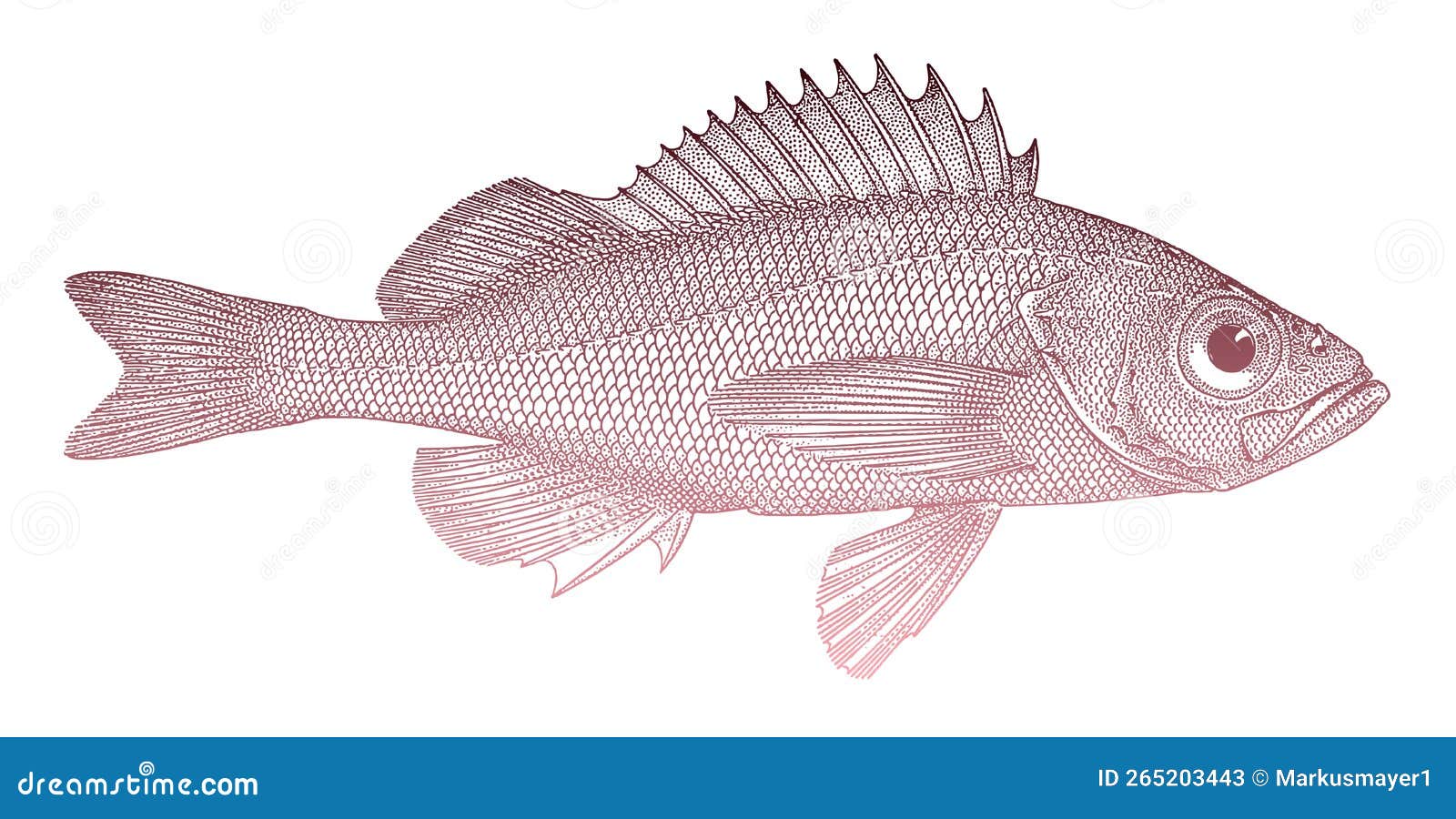 Sebastes (rockfish) Cartoon Vector | CartoonDealer.com #63416813