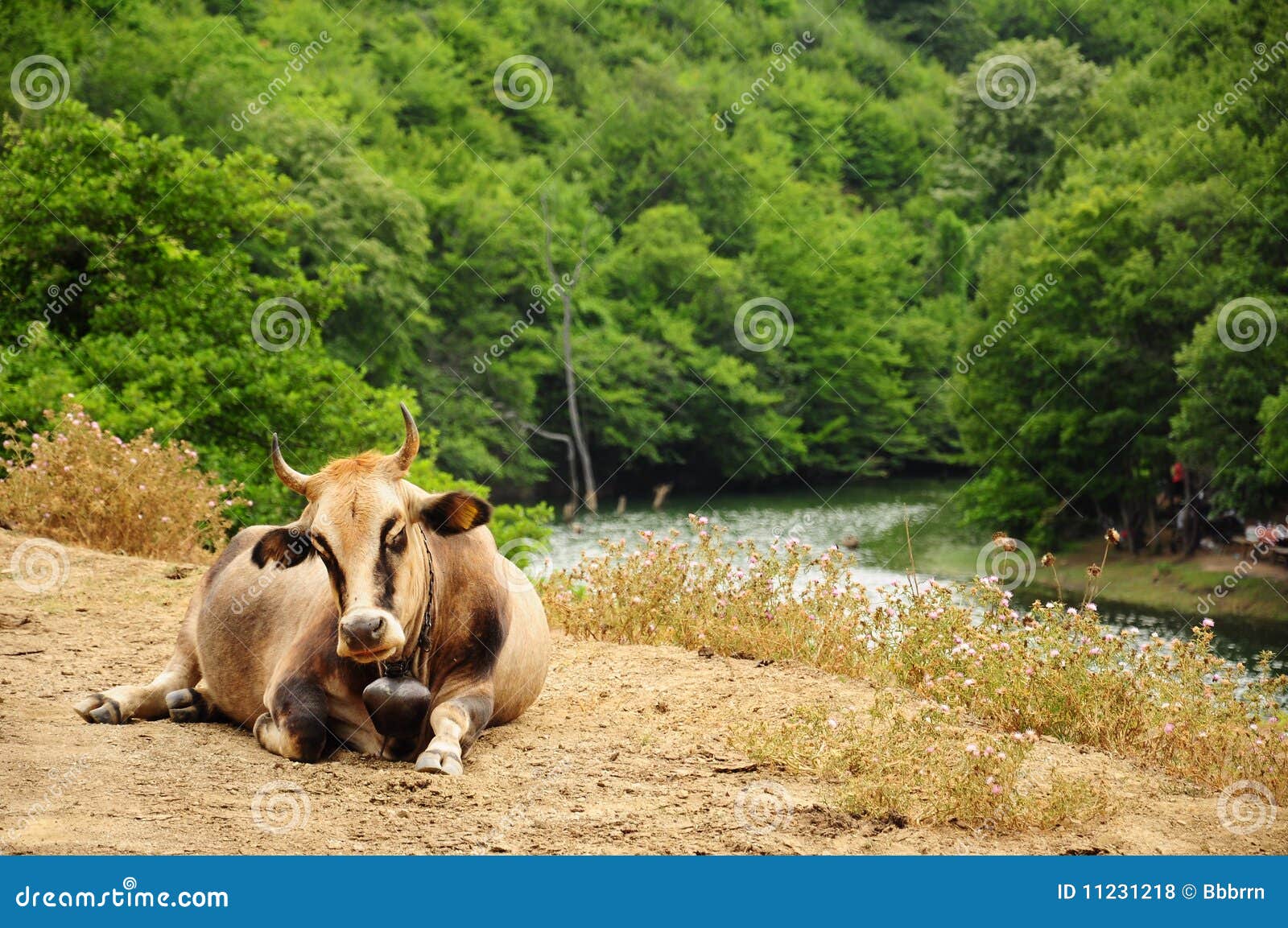 Ox stock photo. Image of grazing, inquisitive, calf, head - 11231218