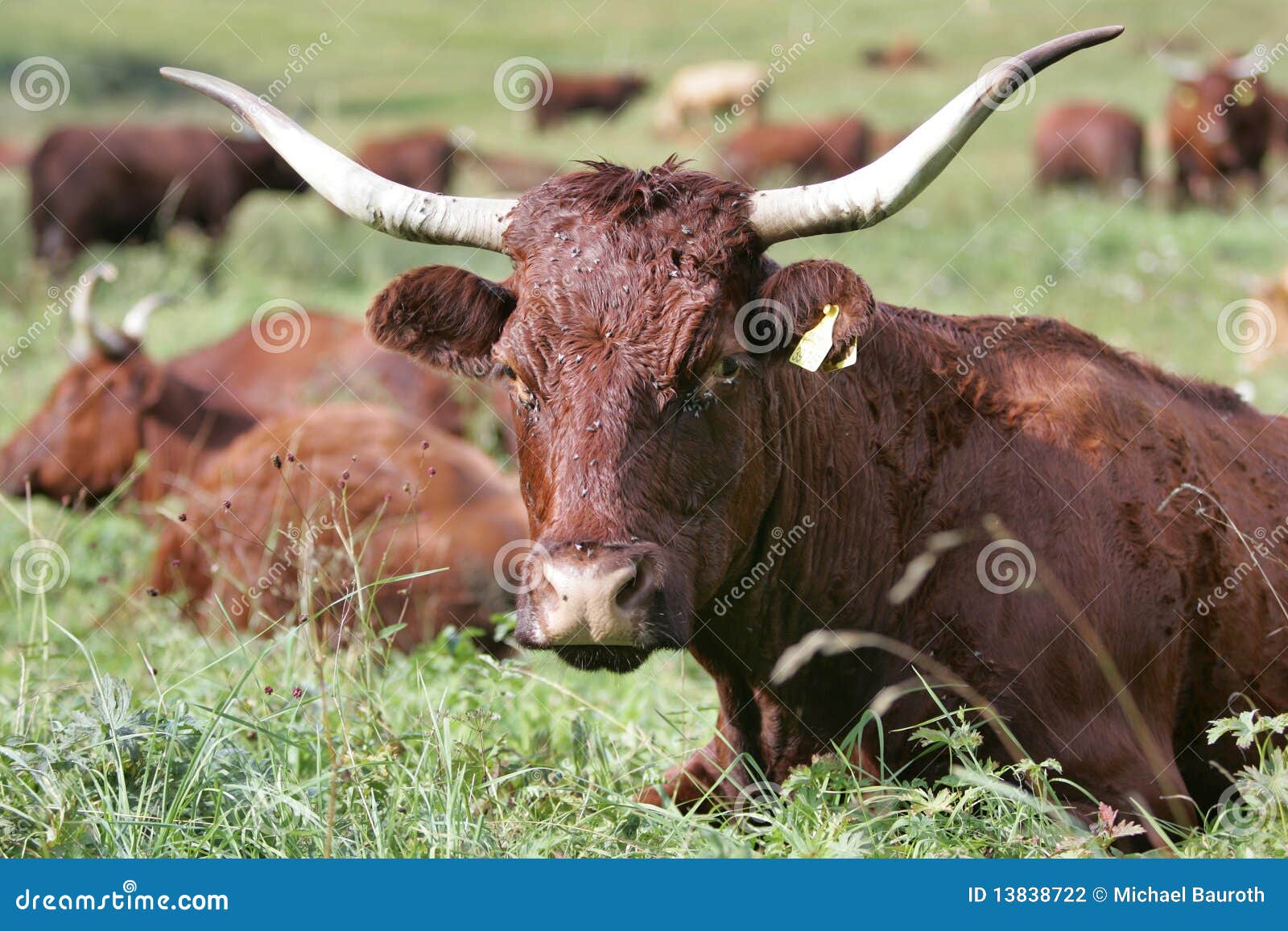 Ox stock photo. Image of meadow, animals, brown, beefs - 13838722