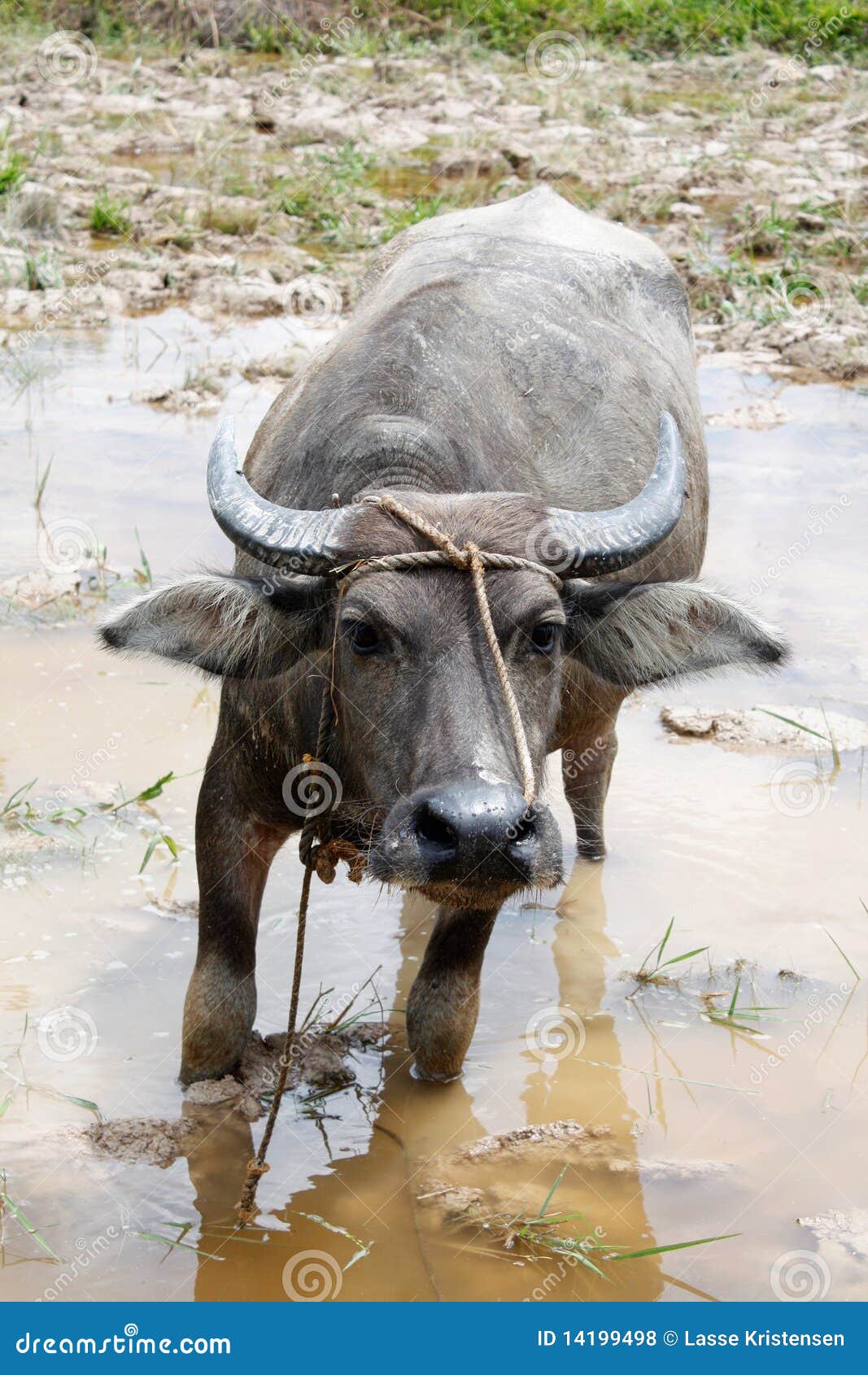 Ox stock photo. Image of tied, asia, animal, caddle, beef - 14199498
