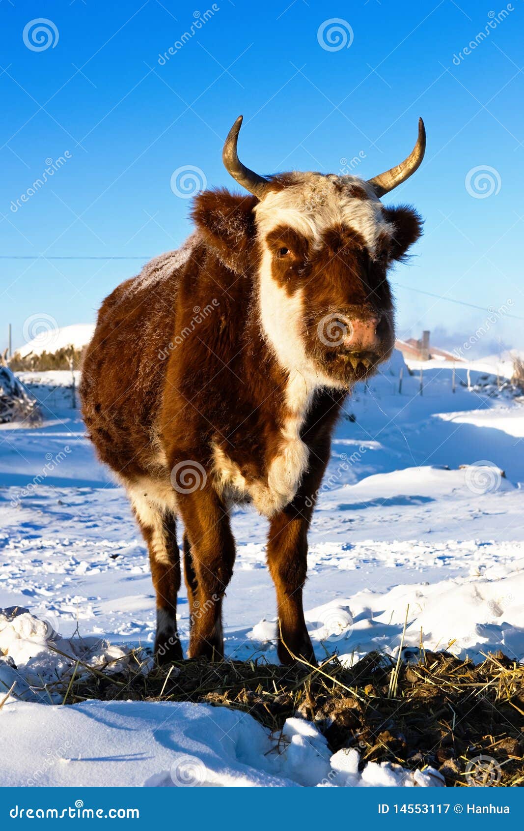 Ox stock image. Image of grassland, farm, herdsmen, royal - 14553117